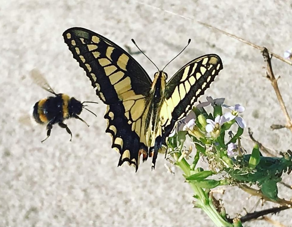 Il magico mondo degli insetti di Michele Ratti: esposizione di teche e ...