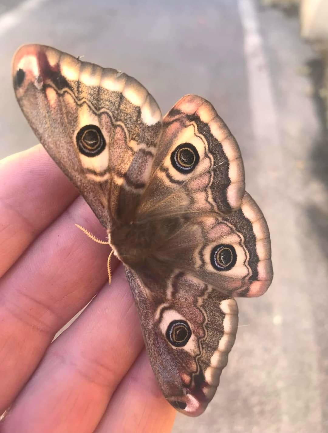 Il magico mondo degli insetti di Michele Ratti: esposizione di teche e ...