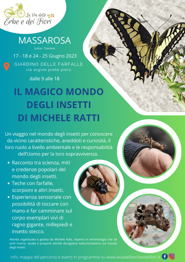 Il magico mondo degli insetti di Michele Ratti: esposizione di teche e ...